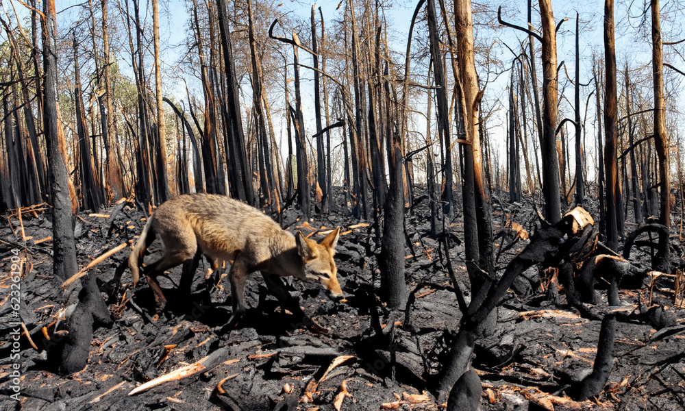 Burned in the forest with lost and sad animals. Deforestation of nature ...