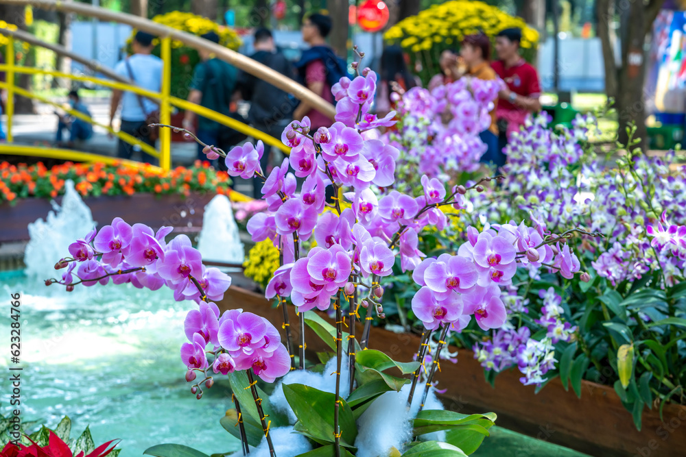Phalaenopsis orchids flowers bloom in spring lunar new year 2023 adorn ...