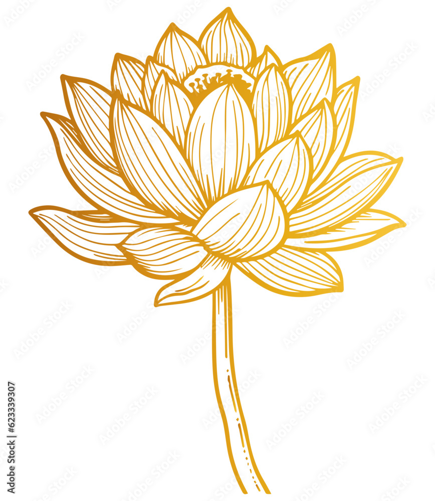 Hand drawn lotus flower . Sketch of lotus flower with leaves and stem ...