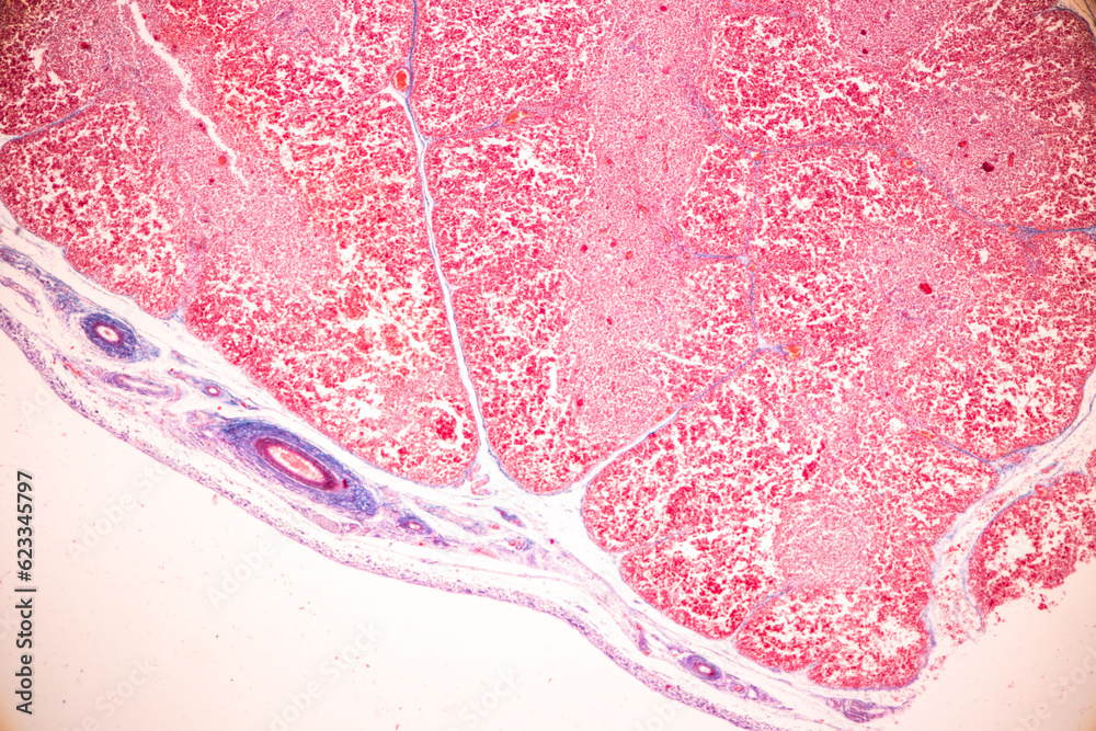 Showing Light micrograph of the Trachea, Thymus, Parathyroid gland and ...