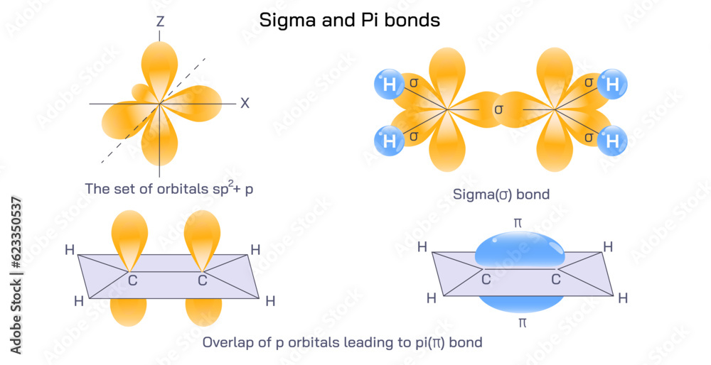 Covalent bonds happen when atoms share electrons. Sigma bonds are the ...