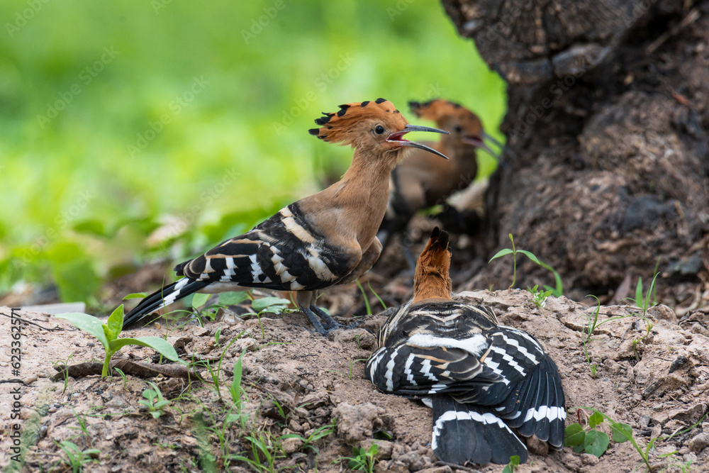 Beautiful bird family.Common Hoopoe(Upupa epops) exciting perching ...