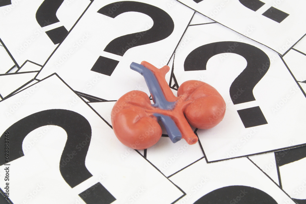 Kidney FAQ concept. Human kidney model on question marks. ilustração do ...
