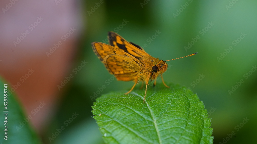 Potanthus Omaha is a butterfly-like insect, this animal is brown-orange ...