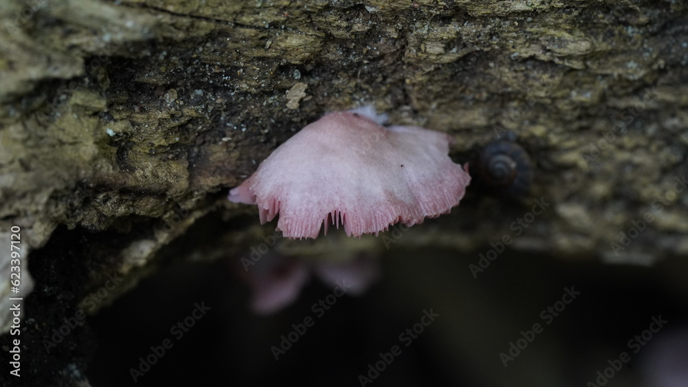 The Pink Sherbet Polypore, scientifically known as Ganoderma carnosum ...