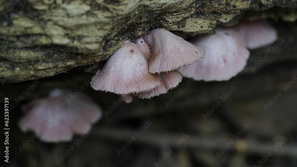 The Pink Sherbet Polypore, scientifically known as Ganoderma carnosum ...