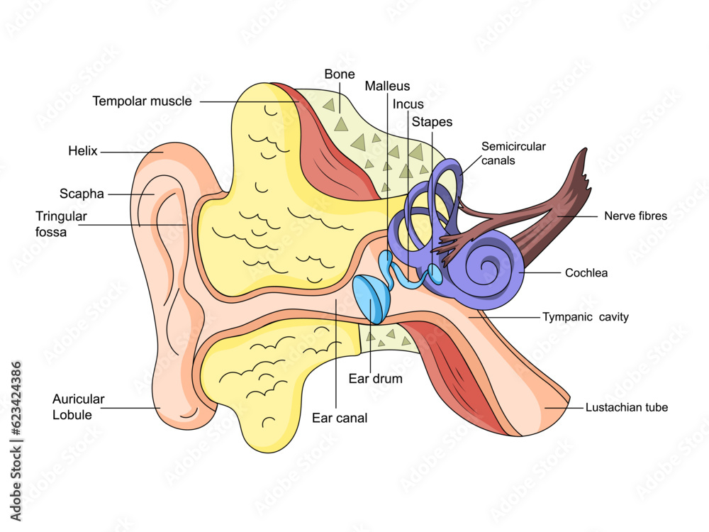 Human ear structure scheme medical vector illustration. Educational ...