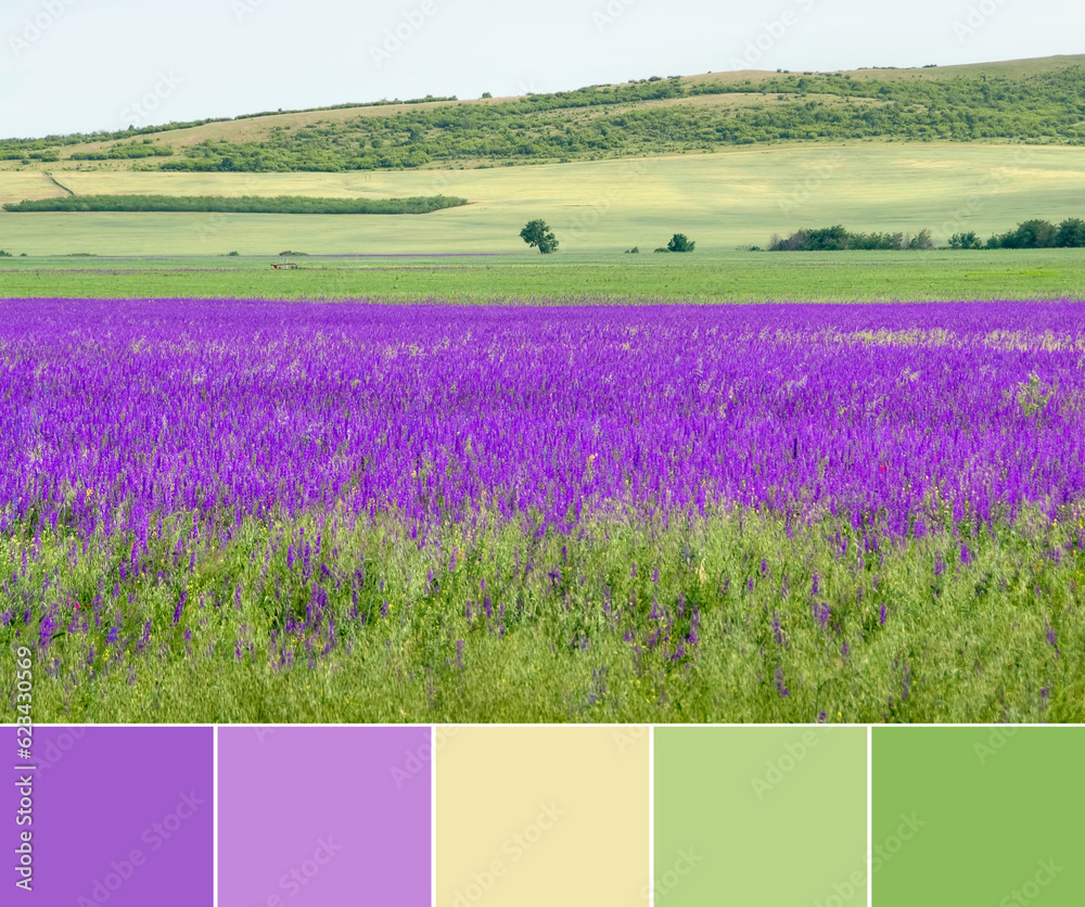 Color palette swatches of colorful landscape field of bright violet ...