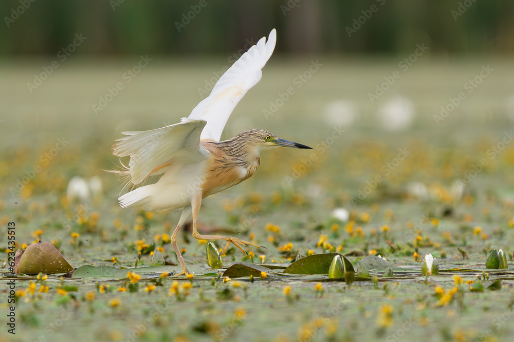 Squacco heron - Ardeola ralloides - with spread wings on water ...