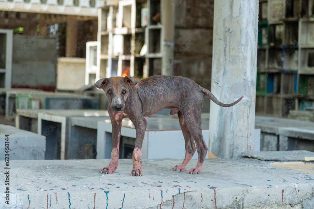 Homeless stray dog,with acute mange,caused by scabies,living alone ...
