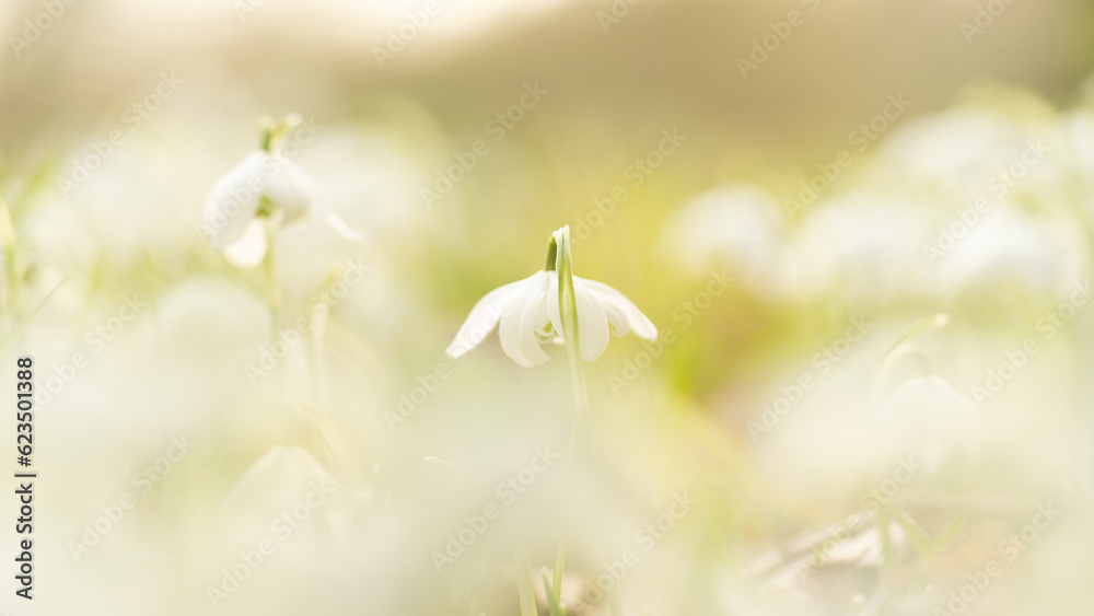 Closeup of many snowbells standing in the sunlight with a bokeh ...