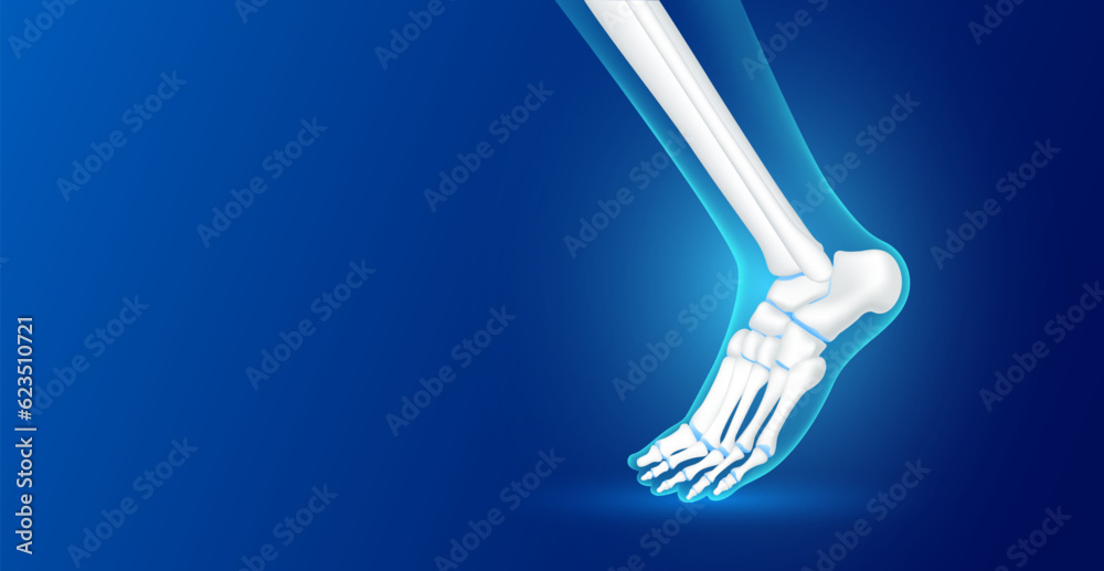 Ankle bone and joint cartilage side on blue background with copy space ...