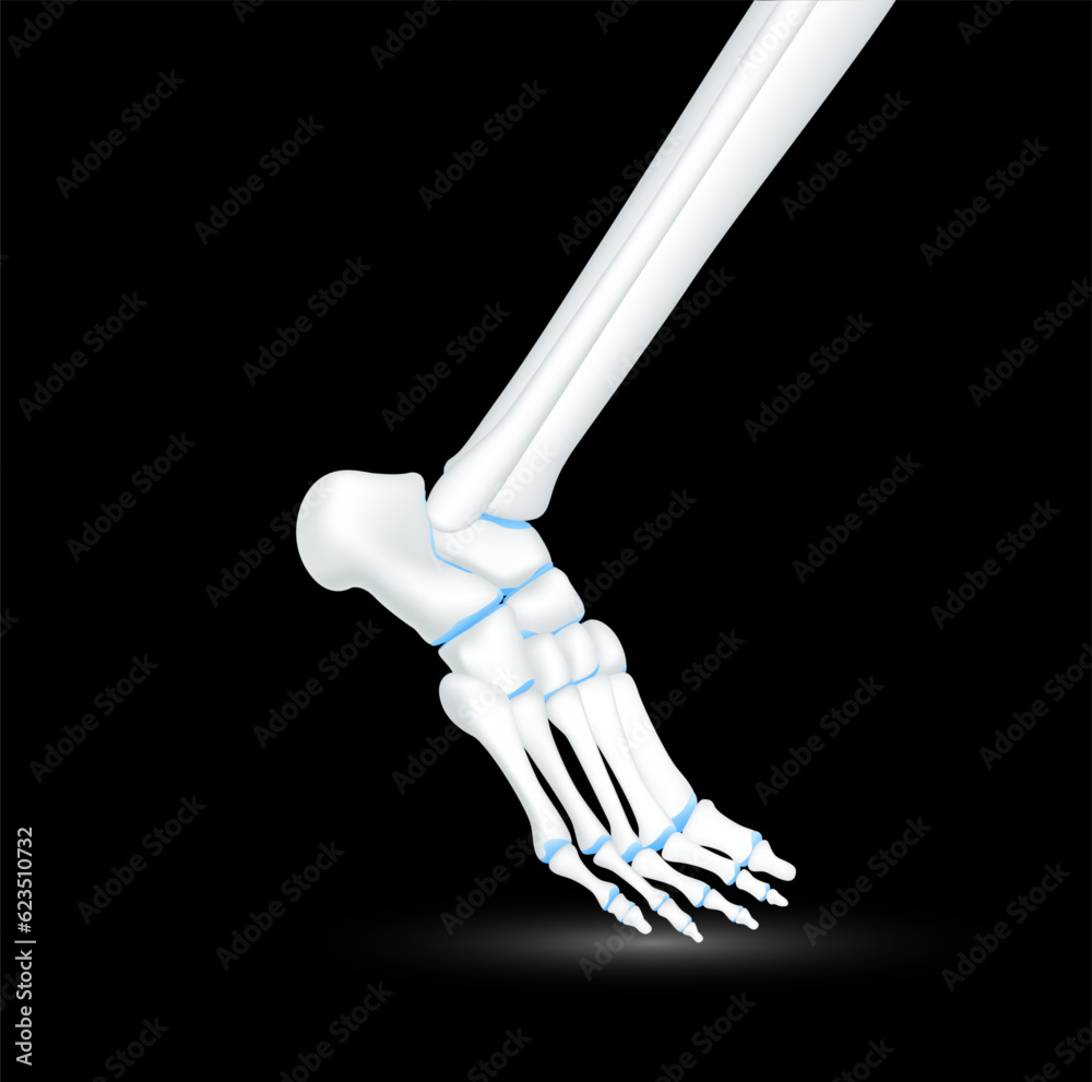 Ankle bone foot and joint cartilage side on black background. Human ...