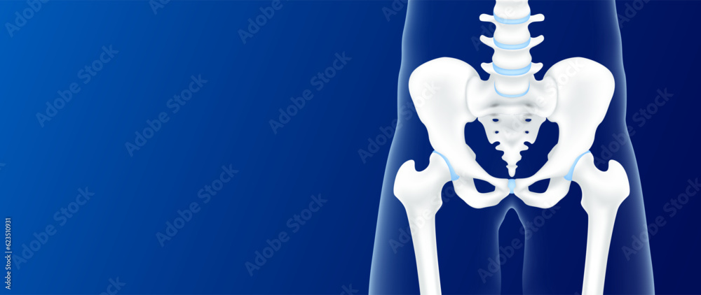 Hip bone and joint cartilage side on blue background with copy space ...
