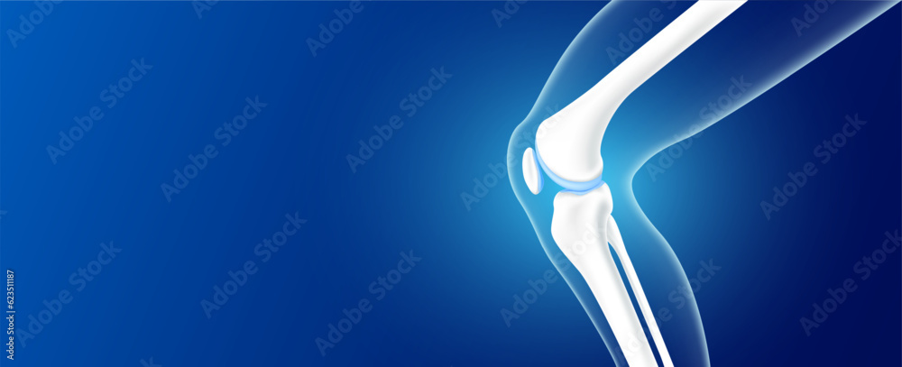 Leg bones and knee joint cartilage side on blue background with copy ...