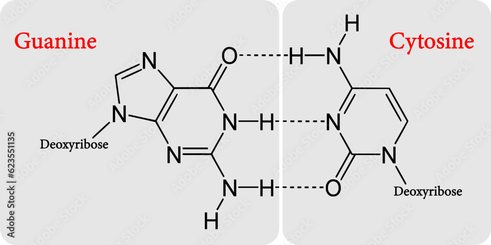 the molecular structures of an guanine-cytosine (GC) base pair. Stock ...