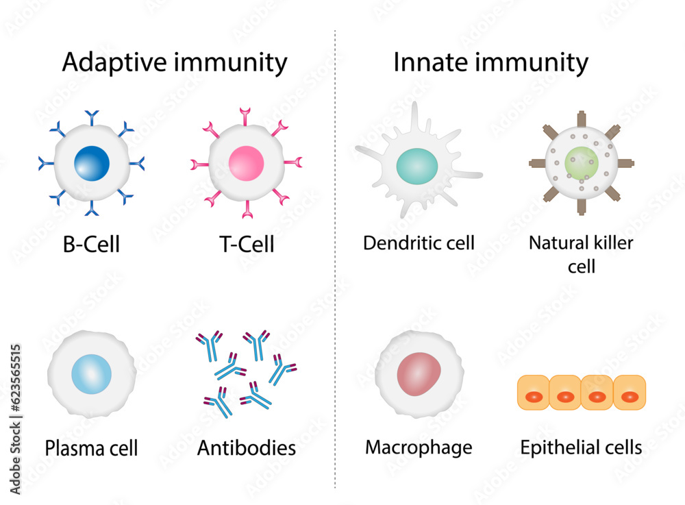 Innate immunity: Dendritic, Macrophage, Epithelial, and Natural killer cells. Adaptive immunity ...