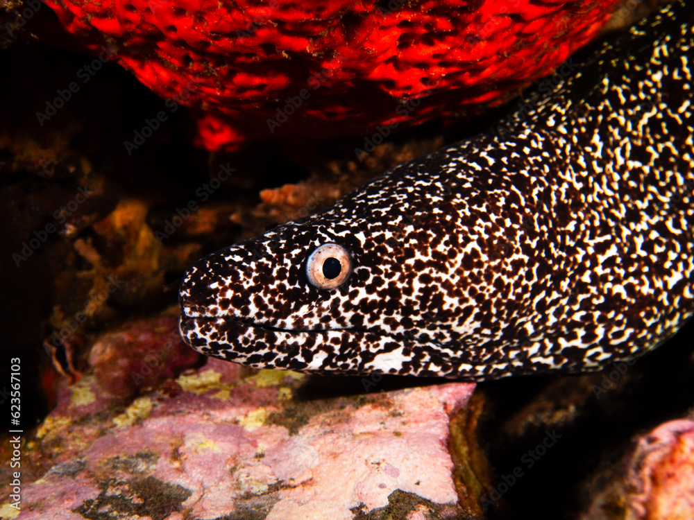 spotted moray eel, Flower Garden Banks National Marine Sanctuary ...