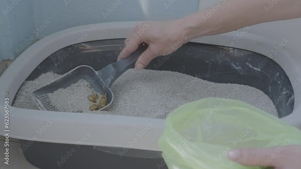 Housewife cleans cat poop from sand tray putting into small plastic bag ...