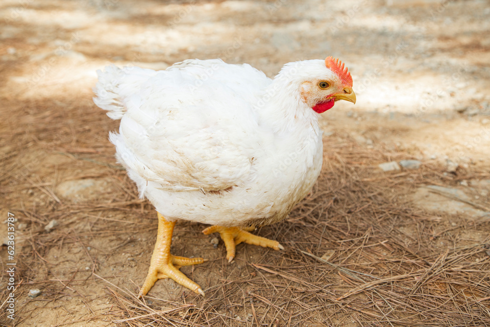 Pollos de engorde Ross , granja de pollos Cobb. Stock Photo | Adobe Stock