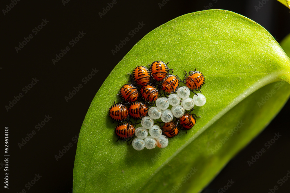 Nezara viridula, El insecto verde ( Nezara viridula ) es una especie de ...