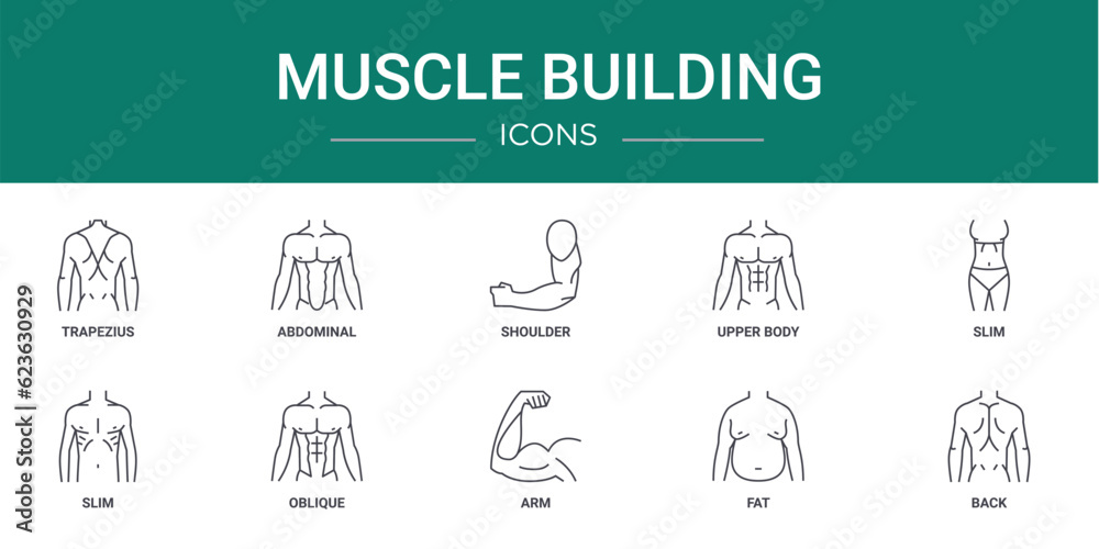 set of 10 outline web muscle building icons such as trapezius ...