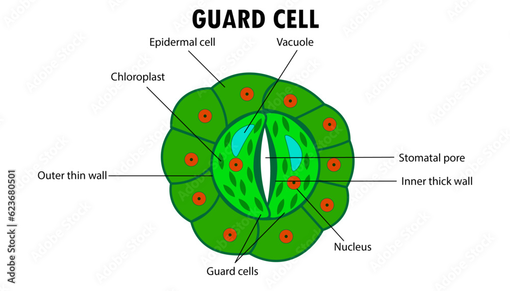 Diagram of a Guard cell on a leaf Stock Vector | Adobe Stock