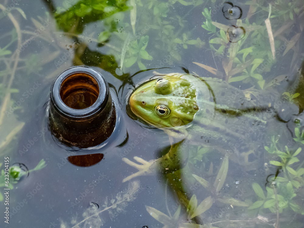 Close-up shot of a common water frog (Pelophylax esculentus) in water ...