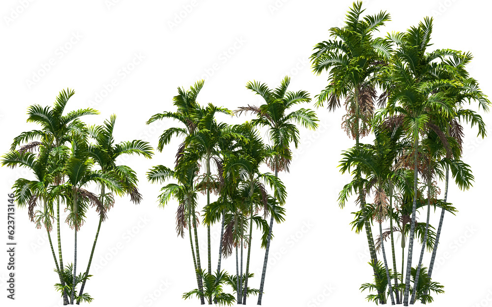 palm tree, macarthur palms, hq arch viz cutout 3d render Stock ...