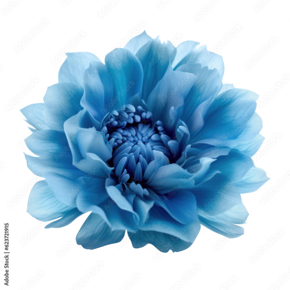 blue flower isolated on transparent background cutout Stock Photo ...