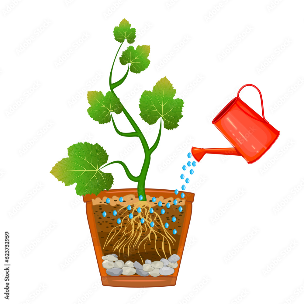 Watering can and plant in pot. Seedling with root system in cutaway ... Watering can and plant in pot. Seedling with root system in cutaway ...