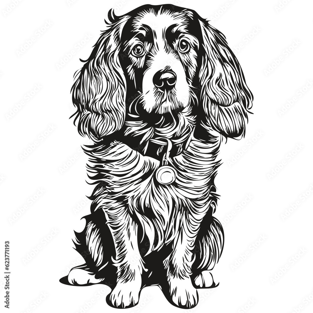 Spaniel Boykin dog realistic pet illustration, hand drawing face black ...