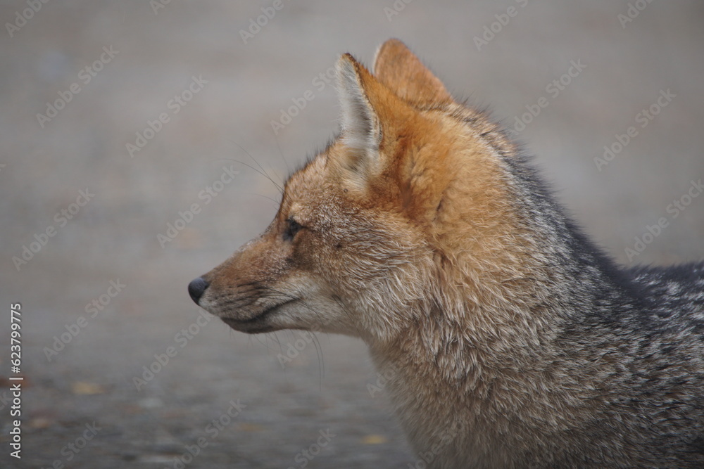 Zorro gris patagónico hembra, adulta fotografiado en el Parque Nacional ...