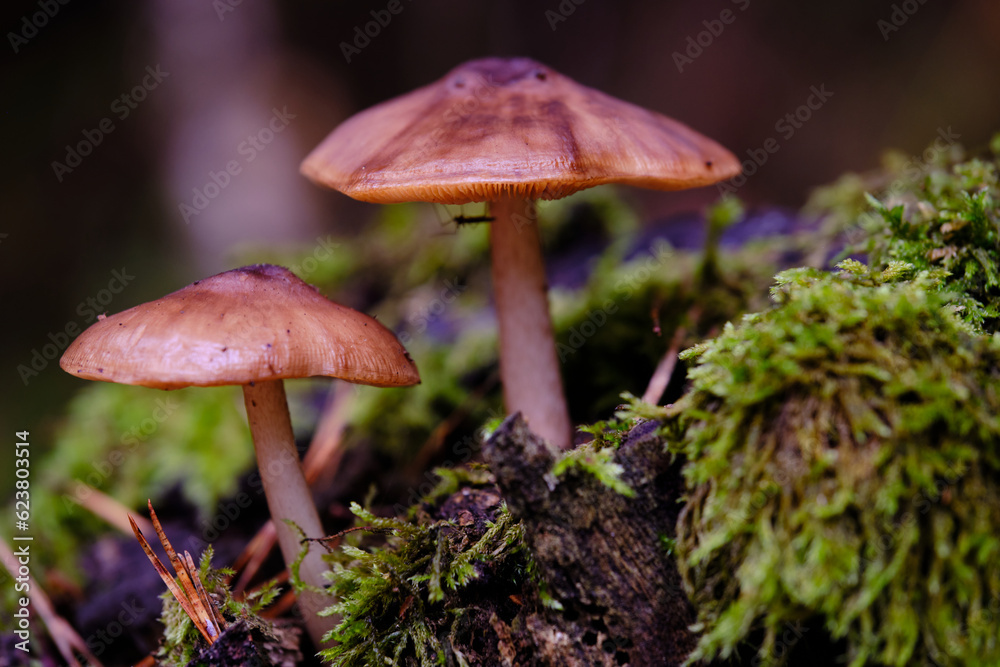 Pilz Lamellen Braune Kappe