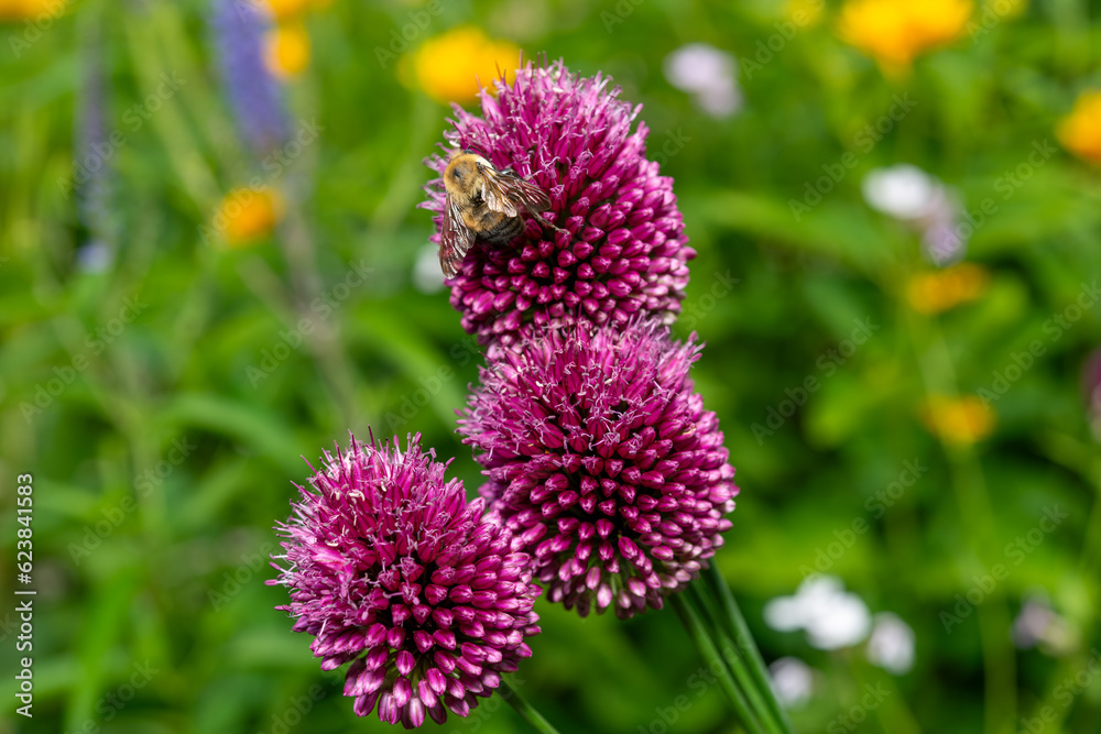 Allium atroviolaceum, also known as Dark Purple Allium or Persian Onion ...