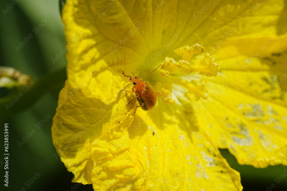 Aulacophora indica, commonly known as the Indian Aulacophora beetle or ...