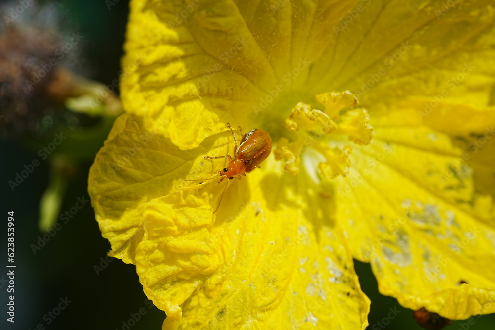 Aulacophora indica, commonly known as the Indian Aulacophora beetle or ...