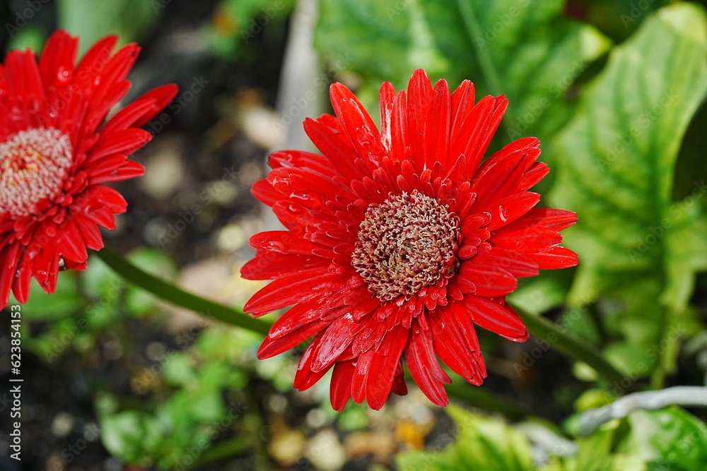 The Barberton daisy, scientifically known as Gerbera jamesonii, is a ...