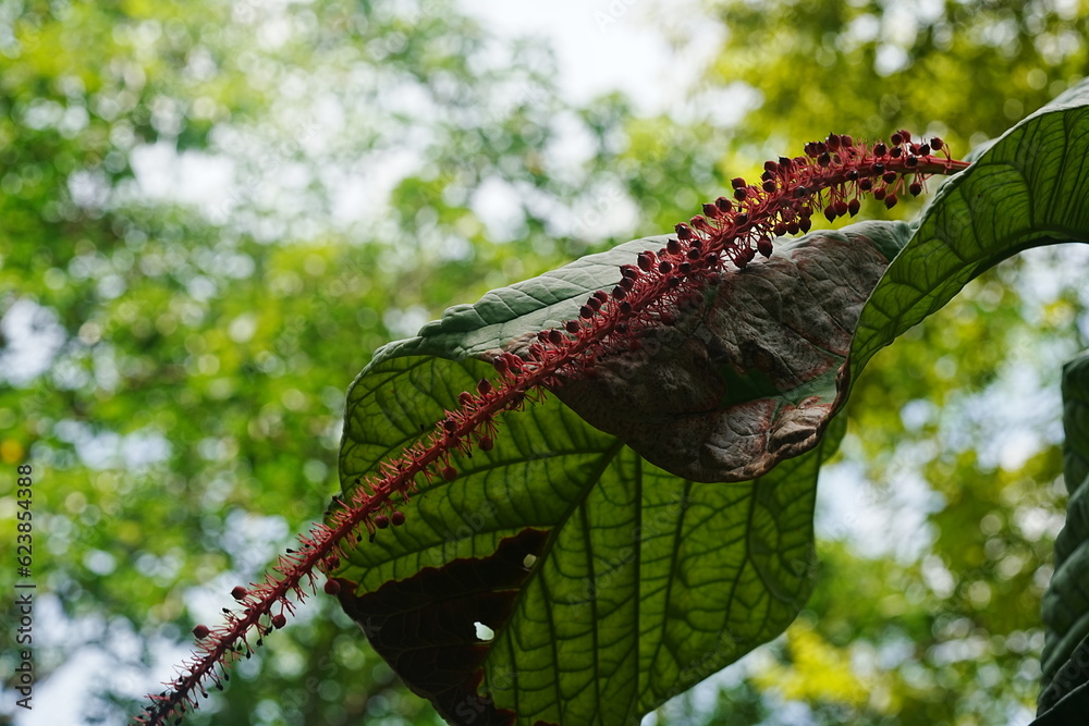 Coccoloba rugosa, commonly known as the wrinkled-leaved or sea grape ...