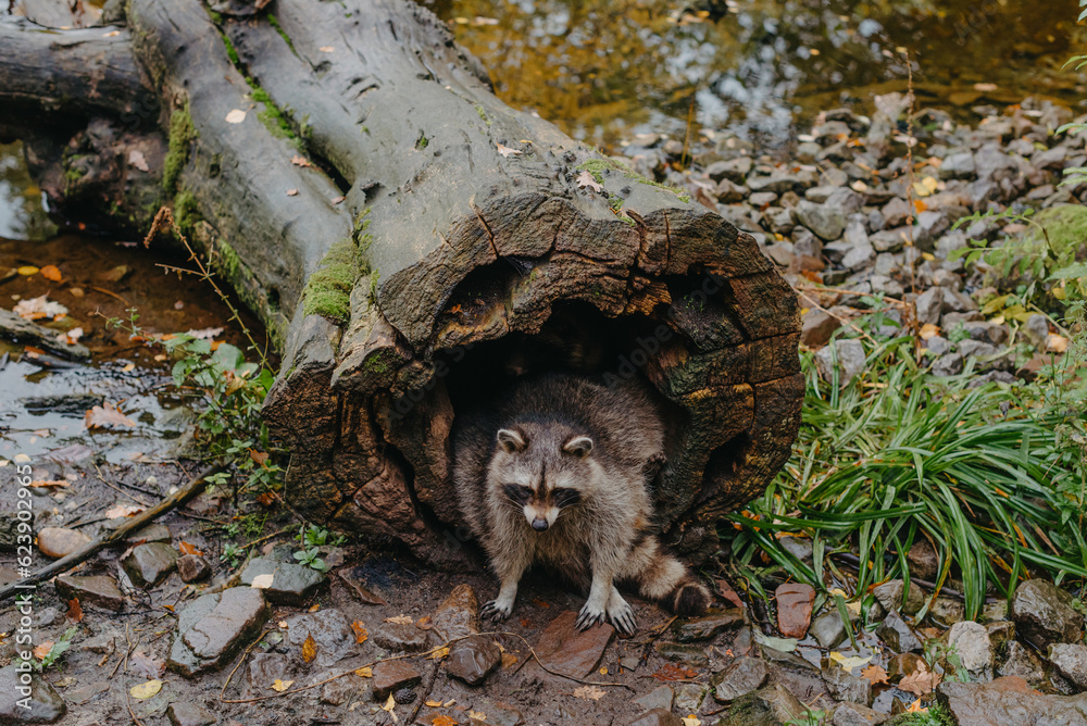 Gorgeous raccoon cute peeks out of a hollow in the bark of a large tree ...