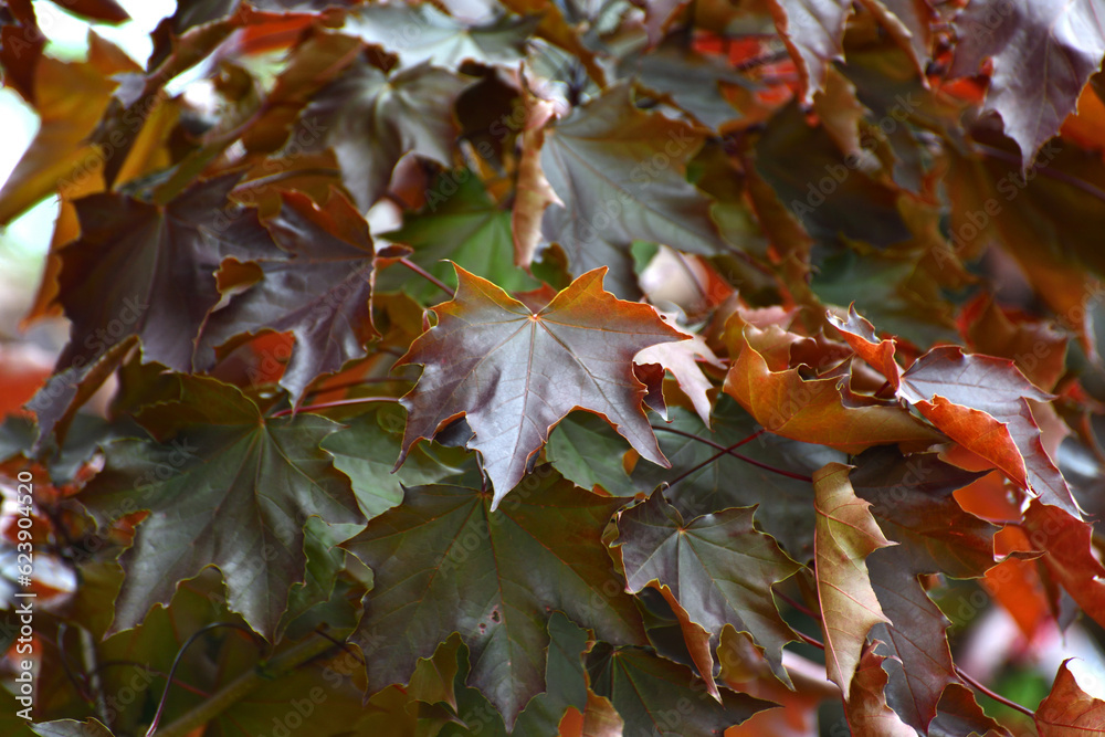 Acer platanoides is a Norway Maple Royal red Stock Photo | Adobe Stock