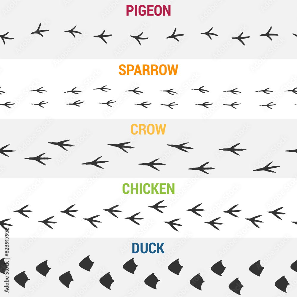 Bird tracks. Collection of vector footprints isolated on white ...