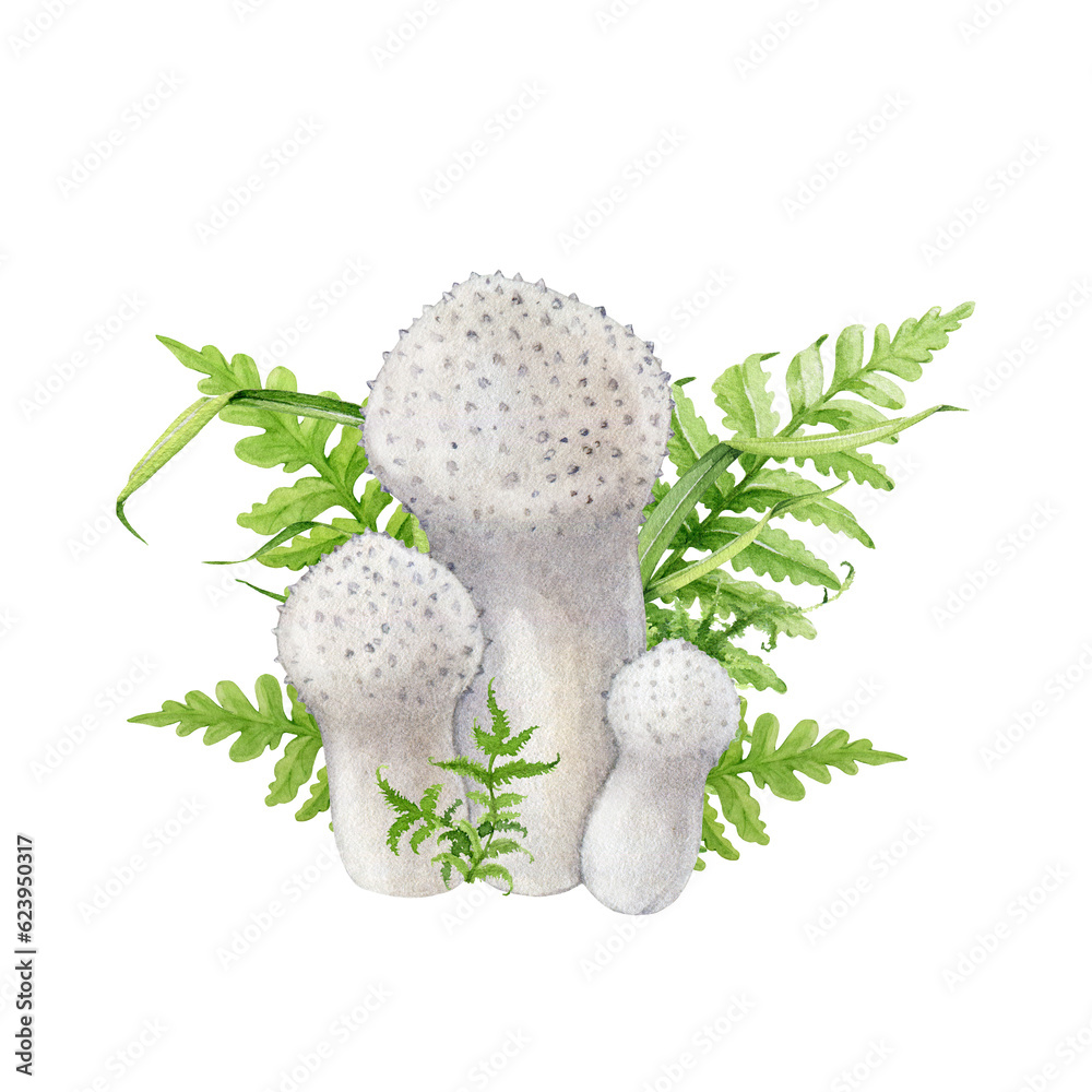 Puffball mushroom group with fern and green grass. Watercolor ...