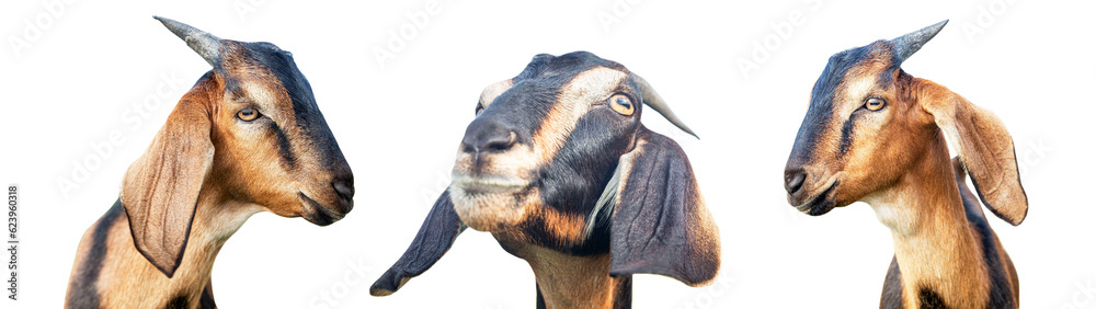 Funny head of a brown goat with hanging ears. Love and tenderness for ...