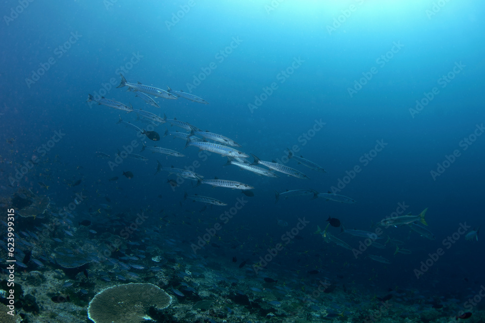 Foto de Blackfin barracudas are swimming in the small shoal. Sphyraena ...