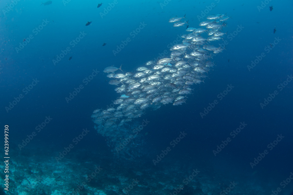 Herring scads during dive in Raja Ampat. Alepes vari are swimming in ...