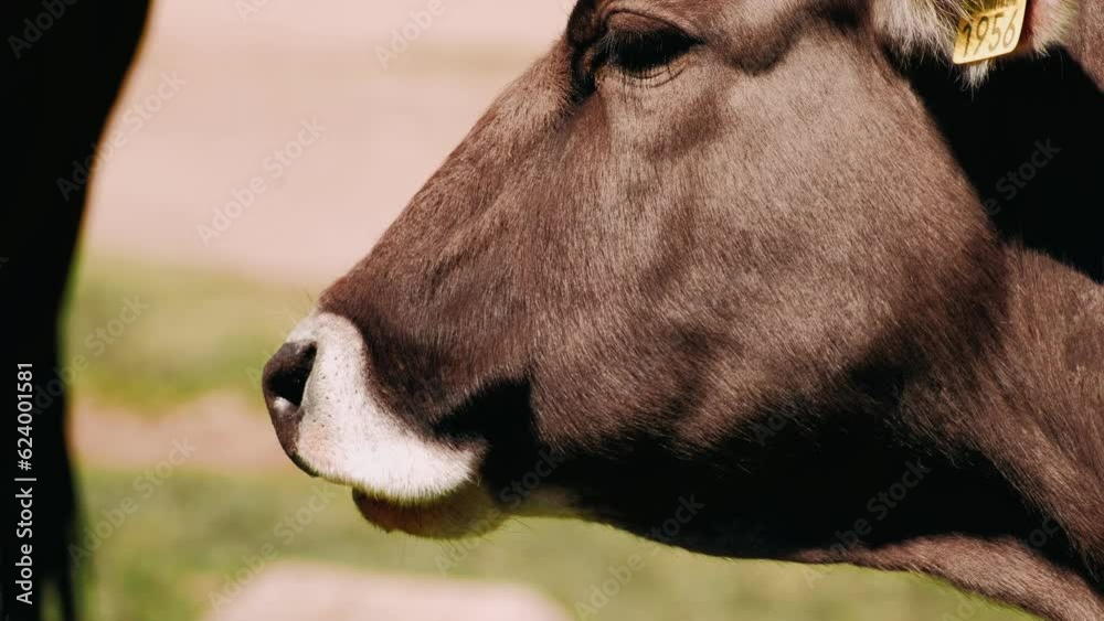 Closeup of a cow's face. The cow is chewing. cow muzzle. Farm cattle ...