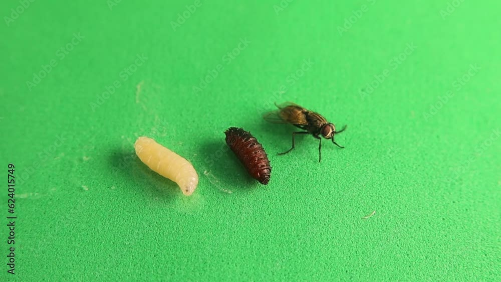 Housefly life cycle: Larva, pupa and, adult housefly isolated on a ...