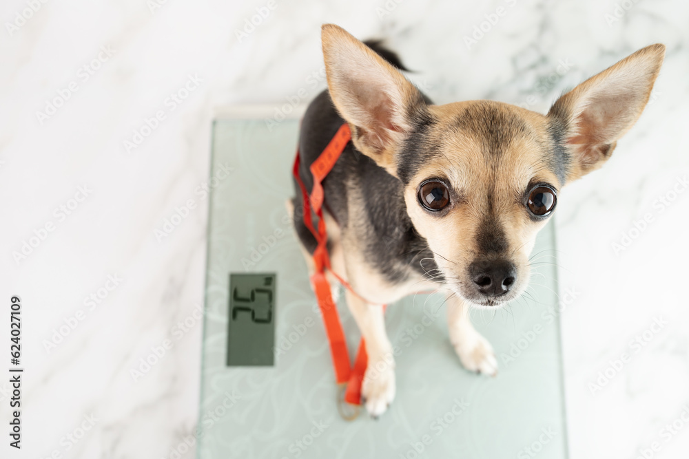 thin dog on the scales, pet weight problems, feeding control, obesity ...