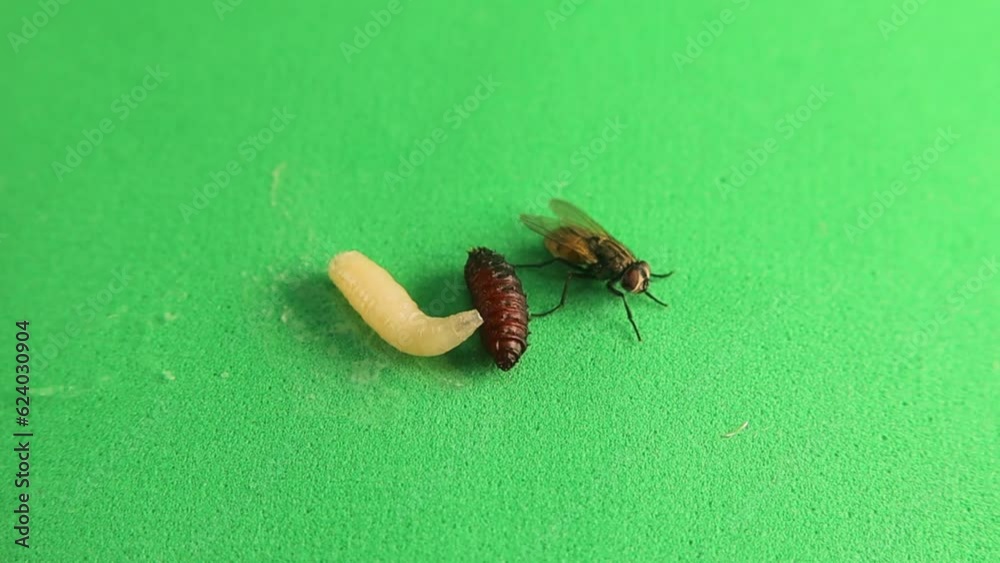 Housefly life cycle: Larva, pupa and, adult housefly isolated on a ...